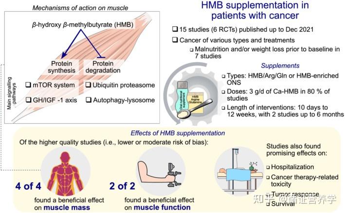 功能营养篇-HMB（肌肉健康） - 知乎