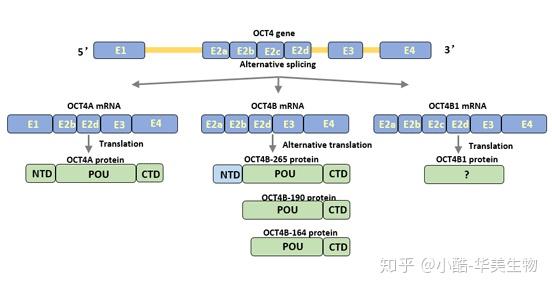 Oct4--胚胎干细胞多能性的看门人 - 知乎