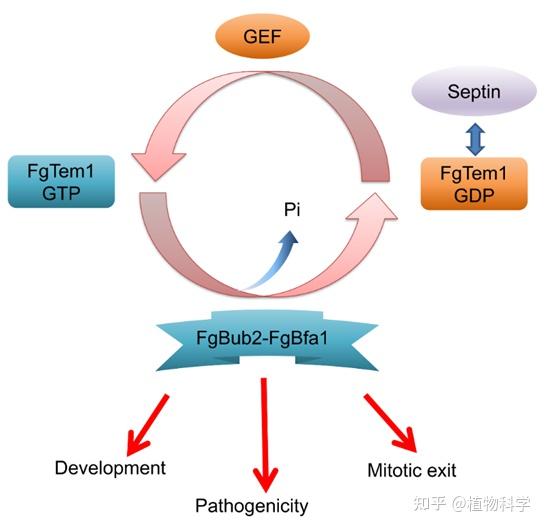 PLoS Pathogens | 闽江学院和福建农林大学在植物病原真菌有丝分裂退出过程调控机制及侵染致病方面取得新进展！ - 知乎