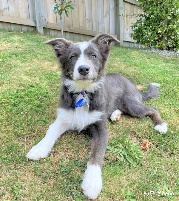 边牧的不同毛色 - 知乎