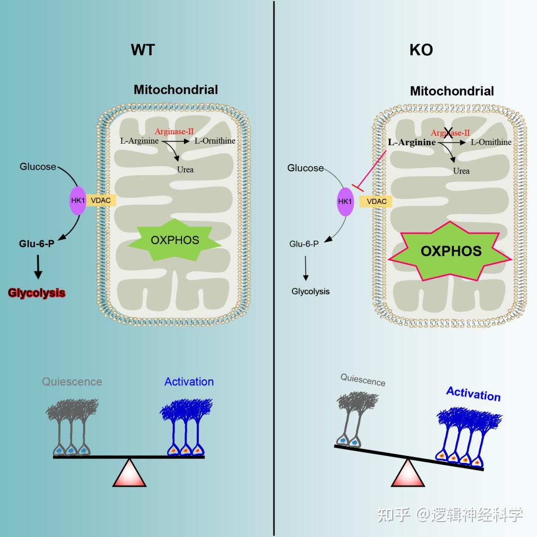 EMBO J｜郭伟翔课题组揭示L-精氨酸稳态调控成体神经干细胞活化的分子机制 - 知乎