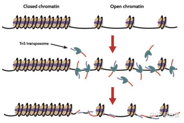 一文读懂染色质可及性及ATAC-seq - 知乎