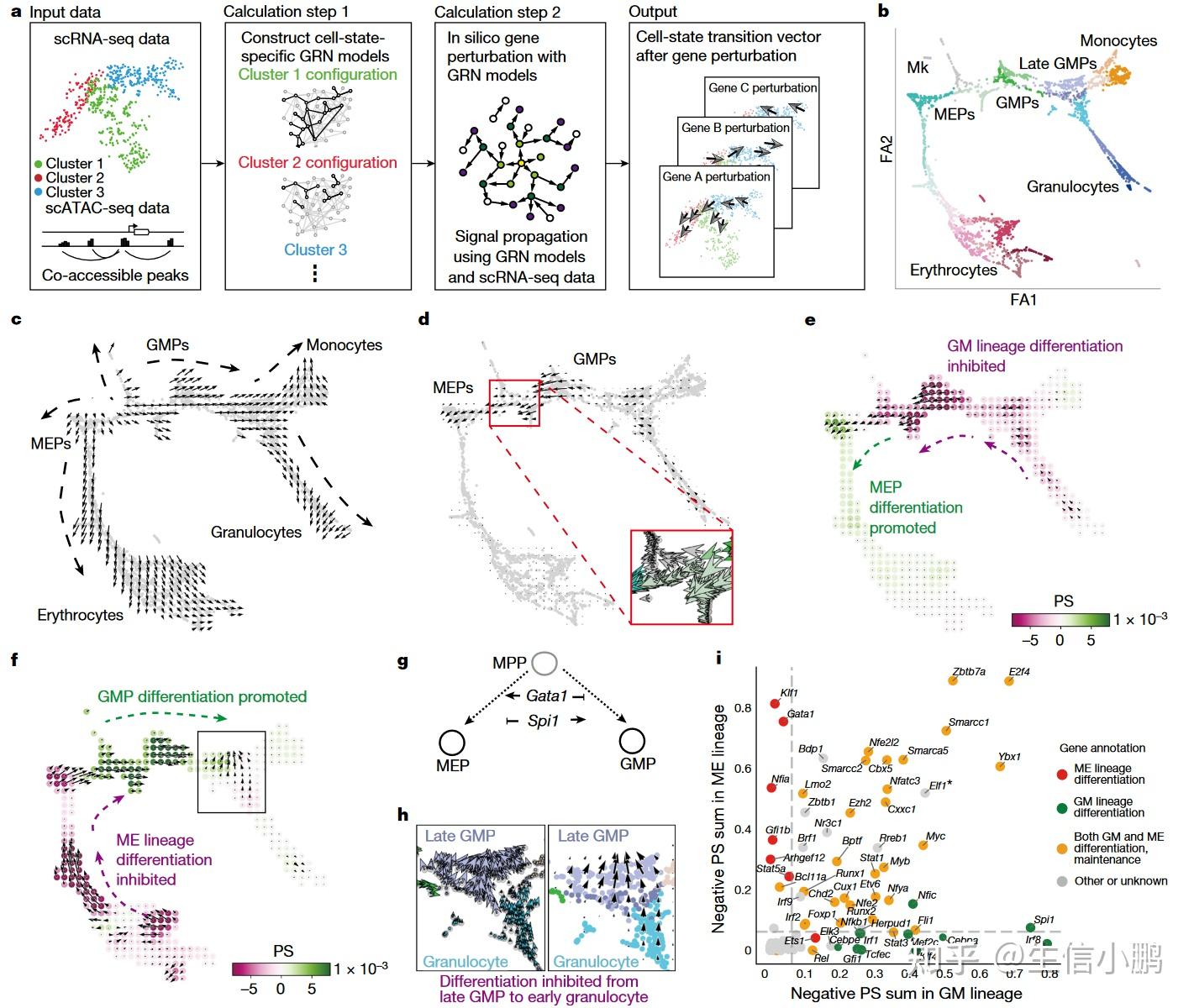 Nature | CellOracle|基因扰动研究基因功能|基因调控网络+虚拟干预 - 知乎