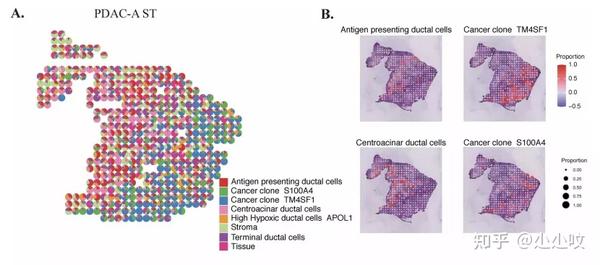 DSTG：基于图形的卷积网络对空间转录组数据进行去卷积 - 知乎