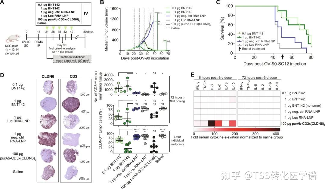 【SCIENCE】子刊～BioNTech 以脂质体递送mRNA型的双特异抗体(RiboMab) - 知乎
