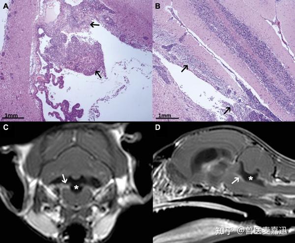 【文献分享】24例猫传染性腹膜炎（FIP）的磁共振成像（MRI）结果 - 知乎