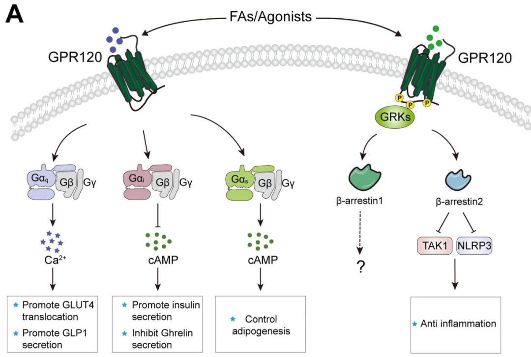 提高记忆力，补充DHA还是神经酸？ - 知乎