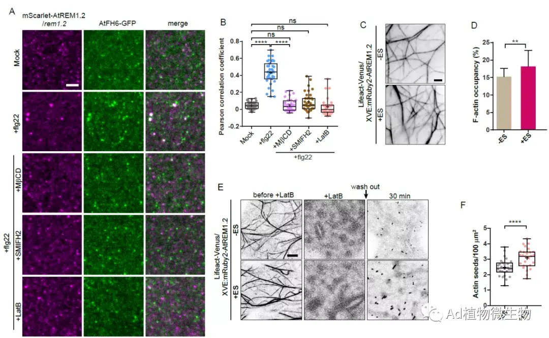 Plant Cell | 研究揭示拟南芥先天免疫反应中肌动蛋白重塑的纳米级调控机制！ - 知乎