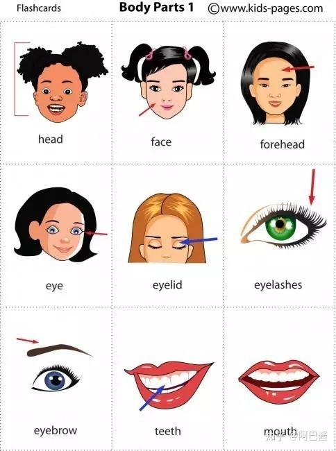人体各个部位的英语词汇，值得永久收藏！ - 知乎
