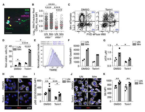 Cell丨mTOR在宿主巨噬细胞对抗结核中的关键作用 - 知乎
