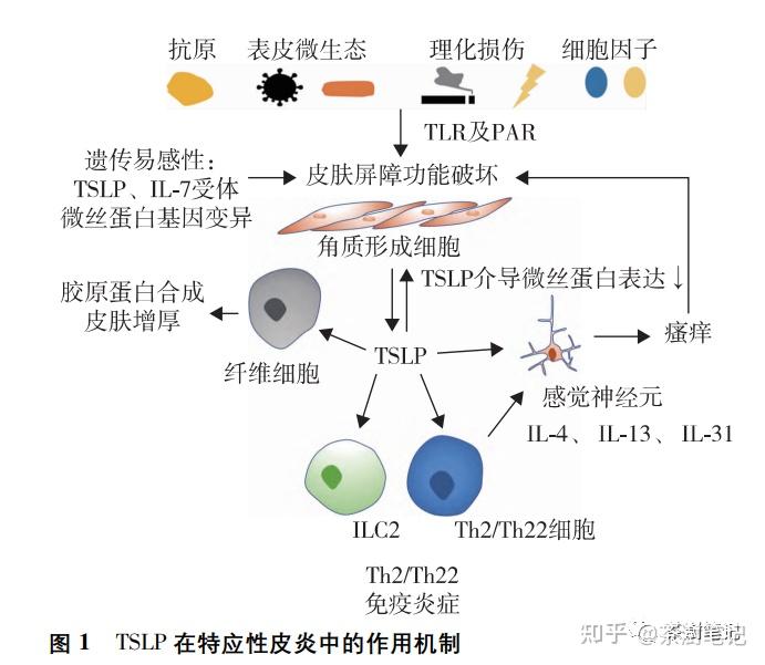 TSLP胸腺基质淋巴细胞生成素的相关机制综述 - 知乎