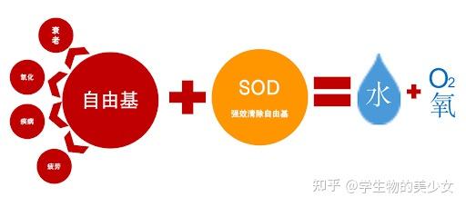 关于SOD，你够了解吗 - 知乎