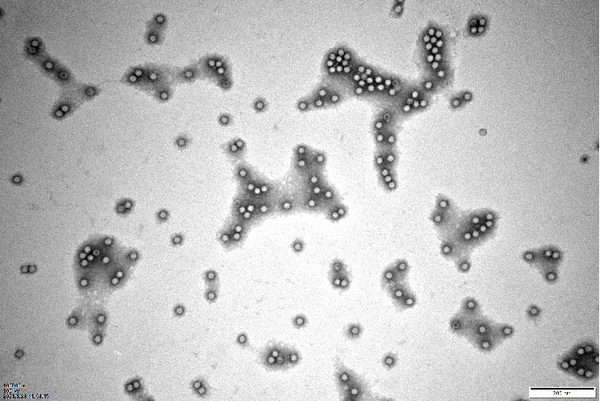 AAV基因治疗火热，CMC是重点：浅谈AAV生产制备中空壳率检测方法 - 知乎