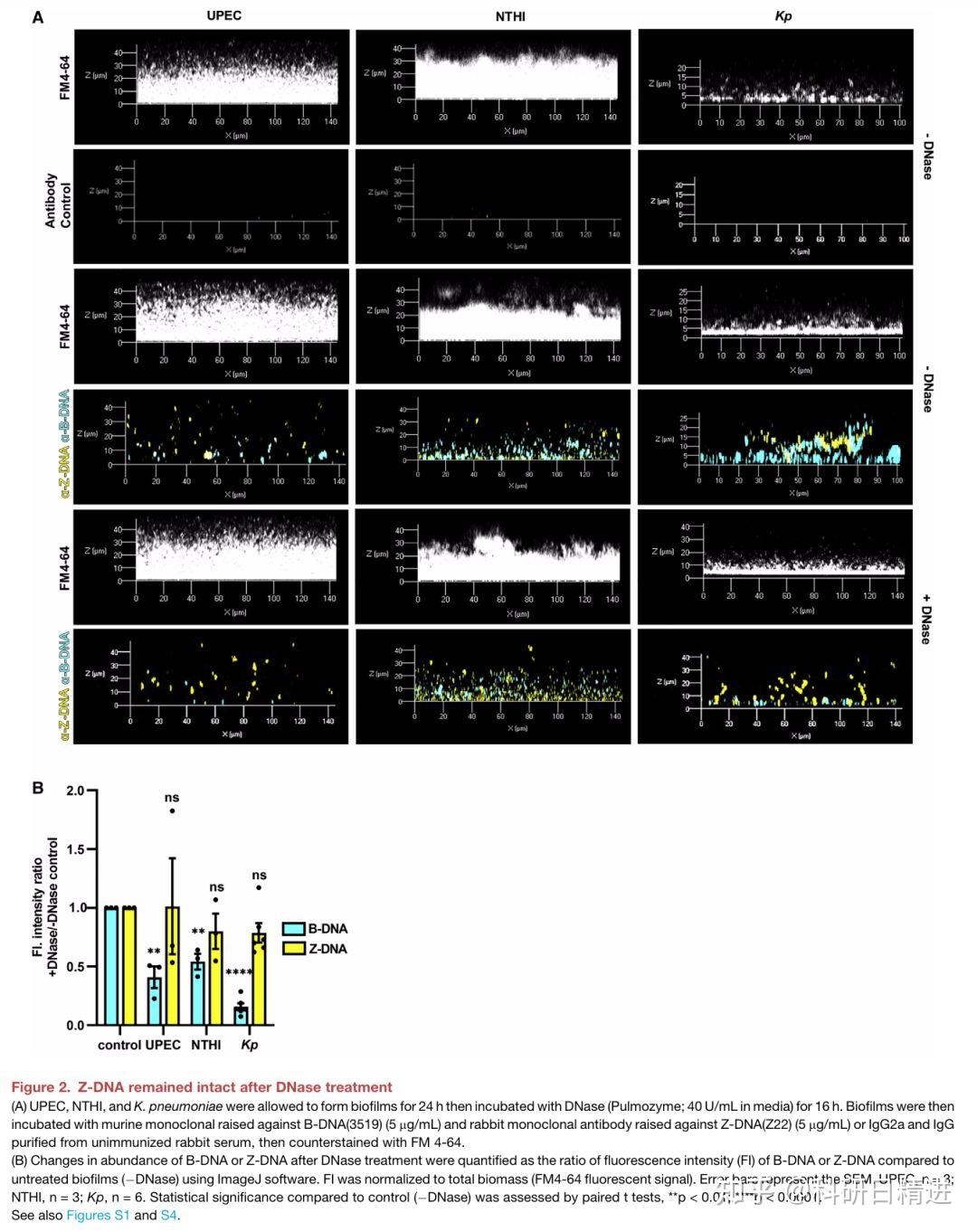 cell丨胞外z-DNA是细菌生物膜基质的结构组成部分 - 知乎