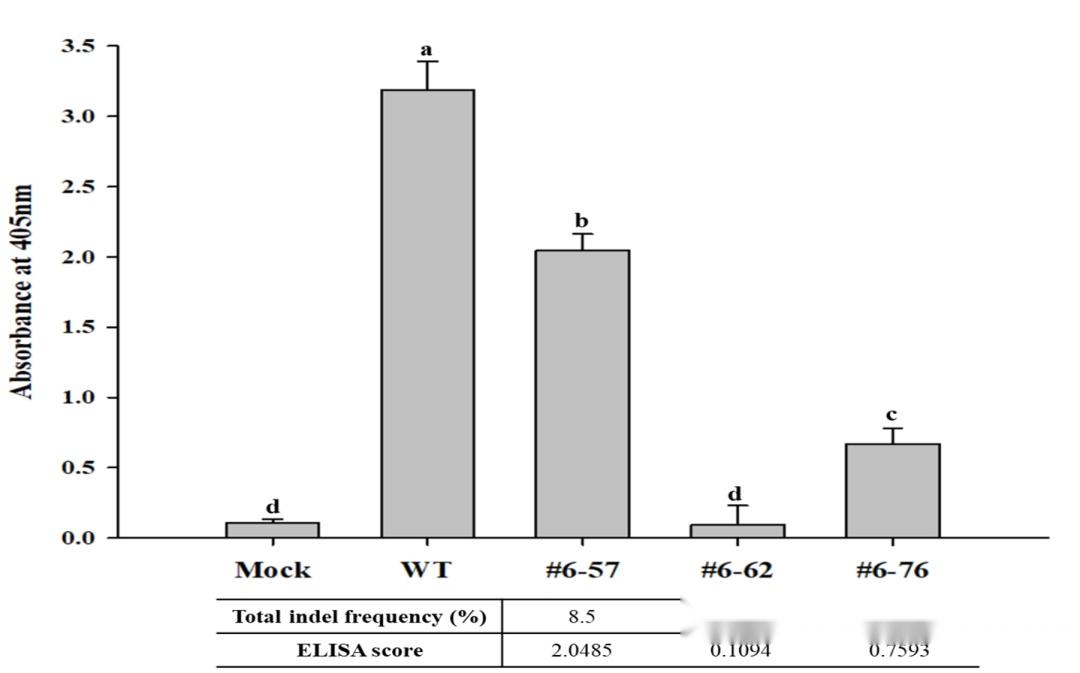 【Hortic Res】CRISPR/Cas9介导的基因编辑赋予大白菜对芜菁花叶病毒（TuMV）的抗性 - 知乎