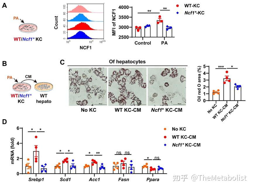 代谢学人——Cell Metabolism：巨噬细胞NCF1“铁锁”肝细胞 - 知乎