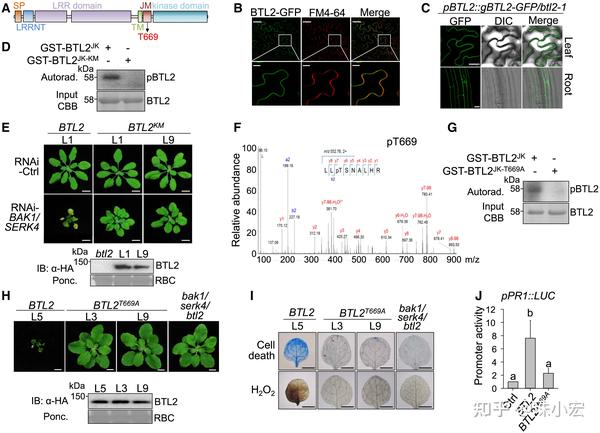 Cell 一个磷酸化开关限制了植物免疫中BTL2介导的植物细胞因子信号传导 - 知乎