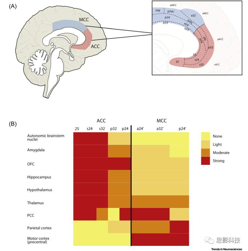 Trends in Neurosciences：扣带回皮质在哪里？ - 知乎