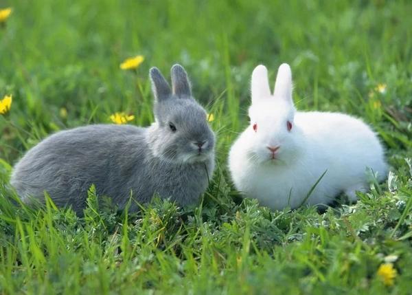 兔年说兔 | 养殖兔的由来 - 知乎
