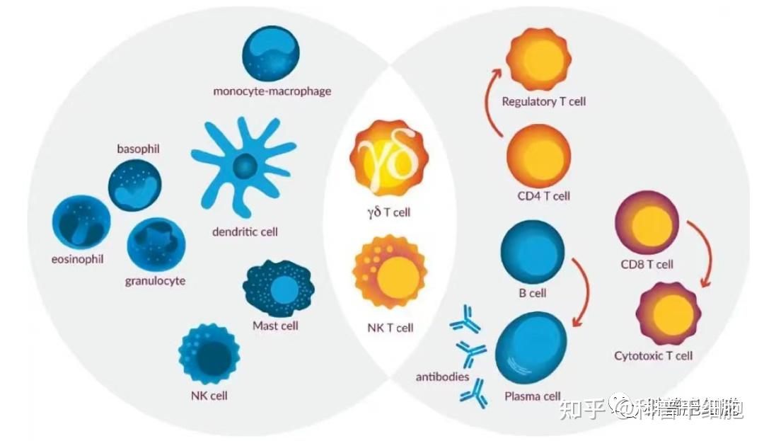 关于NKT细胞，你想知道的在这里 - 知乎