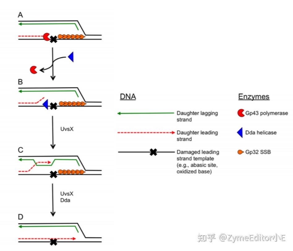干货│从原理到应用，带你全方面了解T4 gene 32 protein - 知乎
