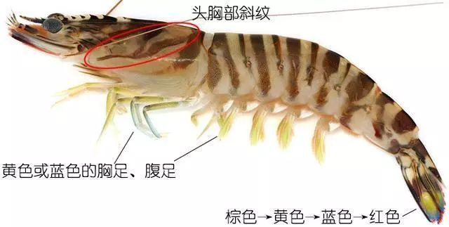 虾说——虾的一生、虾分类总论、对虾（作者：Zam） - 知乎