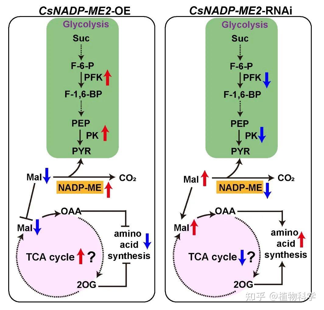 中国农业大学眭晓蕾课题组揭示苹果酸脱羧酶CsNADP-ME2介导黄瓜果实碳和氨基酸代谢平衡的作用机制 - 知乎