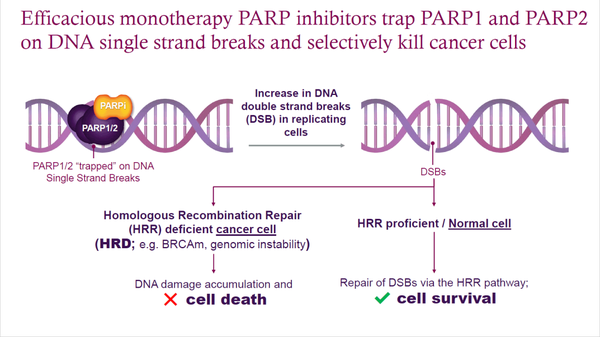 PARP抑制剂: 杂谈 & 结合模式一览 - 知乎