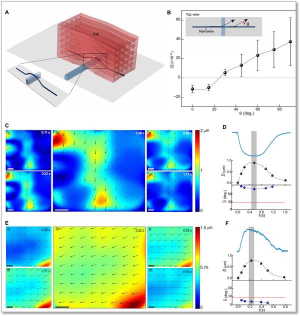 Sci Adv︱姚军课题组构建三维纳米晶体管用于同时监测心肌细胞的生物电和机械信号 - 知乎