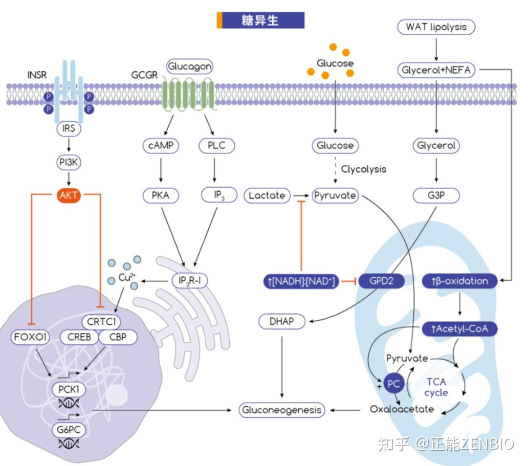 热门研究领域推荐—糖代谢 - 知乎