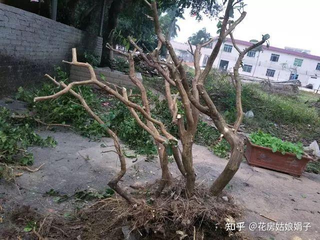 3招教会你，让树桩快速发芽成活，方法简单，一看就会 - 知乎