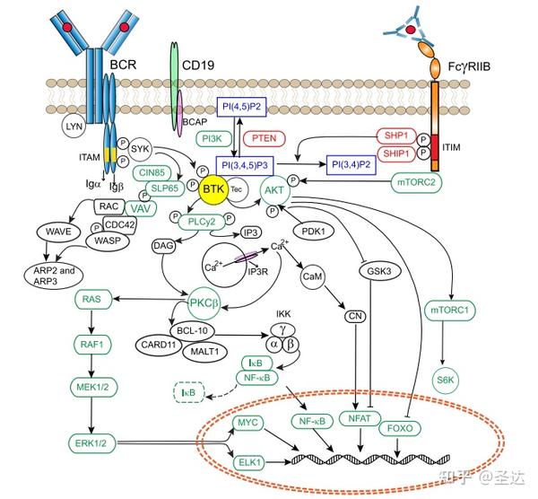 布鲁顿酪氨酸激酶（Bruton’s tyrosine kinase，BTK）在B细胞和恶性肿瘤中的作用 - 知乎