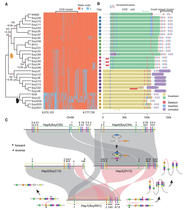 分析文章 | Cell — 中科院遗传发育所构建高质量大豆泛基因组图谱 - 知乎