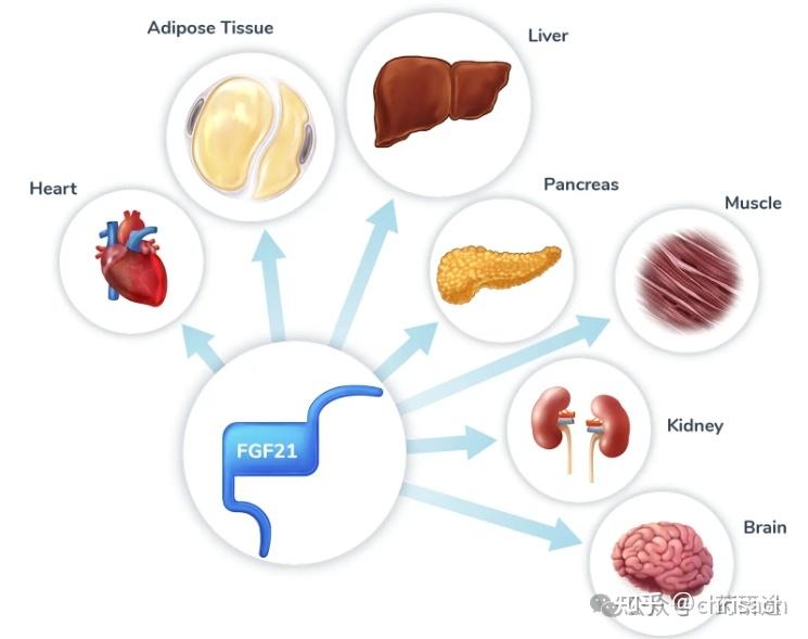 纤维化脂肪性肝炎治疗药物 | Pegozafermin可显著改善纤维化，临床试验Ⅲ期正在招募患者 - 知乎