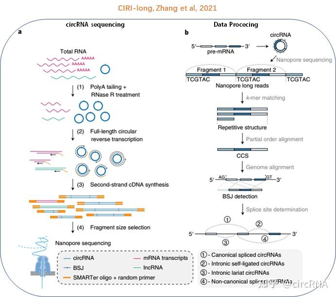 环状RNA十周年 | 测序技术篇 - 知乎