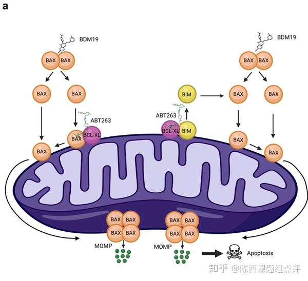 Nat.Commun.【前沿】|胞质 BAX 同型二聚体的化学调节增强了 BAX 的活化和凋亡 - 知乎