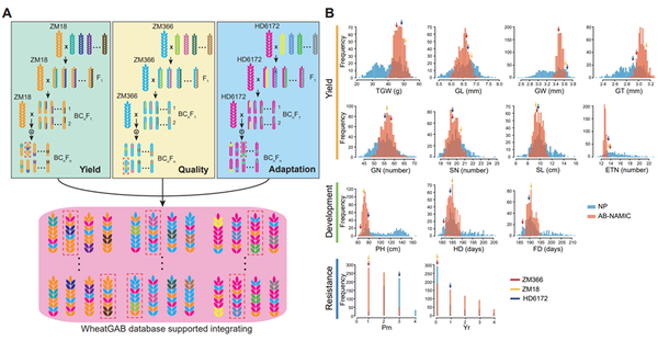 合作文章| 中国农科院作科所构建小麦AB-NAMIC群体为基因发掘与育种利用提供有力支撑 - 知乎