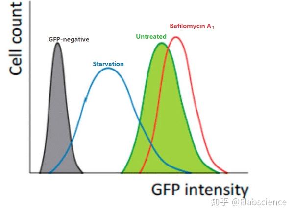 细胞自噬是什么？如何检测？ - 知乎