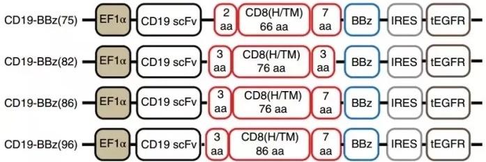 Nat Med | 北大朱军组报道安全有效的抗CD19 CAR T细胞疗法 - 知乎
