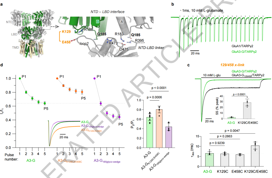 Nature | 冷冻电镜揭示GluA3受体独特结构，为神经疾病提供潜在靶点 - 知乎