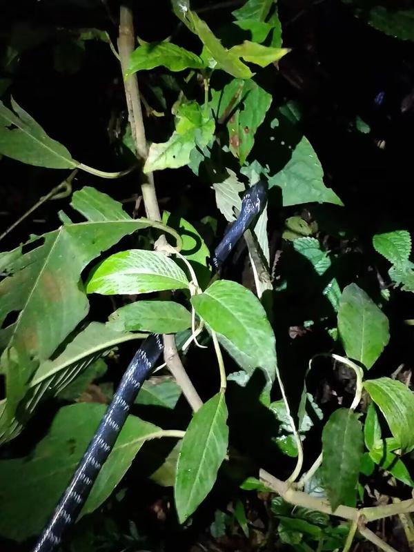 献给钟爱的Bungarus环蛇属（Krait) - 知乎