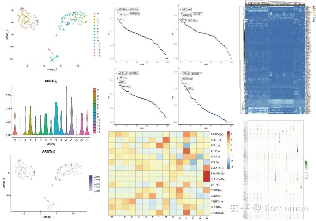 非模式物种PySCENIC分析流程 - 知乎