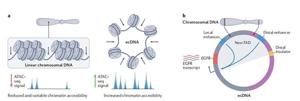 Nat Rev | 癌症中的染色体外DNA扩增 - 知乎