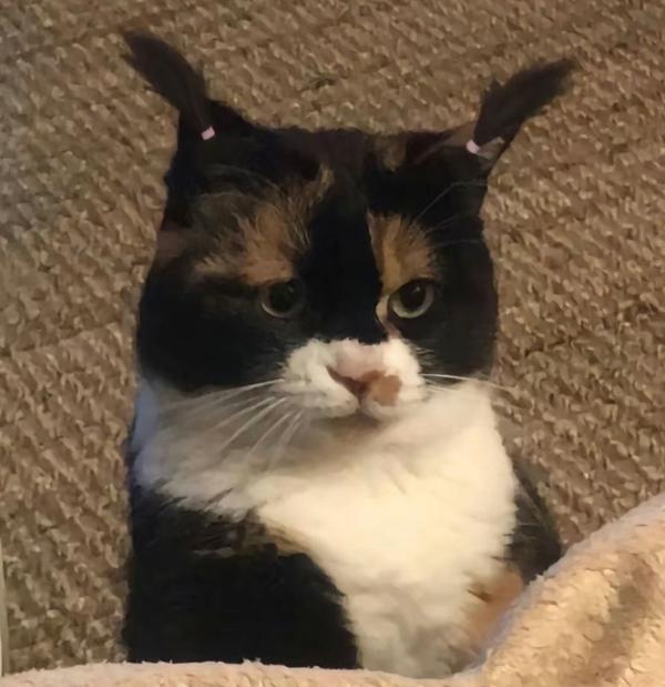 可爱神经有病女生头像分享 - 知乎