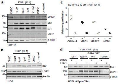 抑癌蛋白新助手——USP7小分子抑制剂 - 知乎