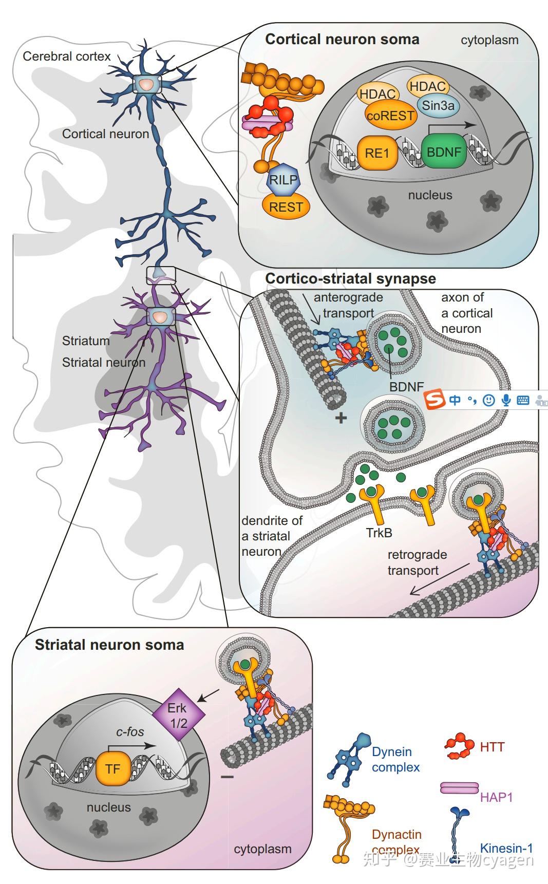 亨廷顿病致病基因HTT - 知乎