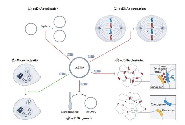 Nat Rev | 癌症中的染色体外DNA扩增 - 知乎