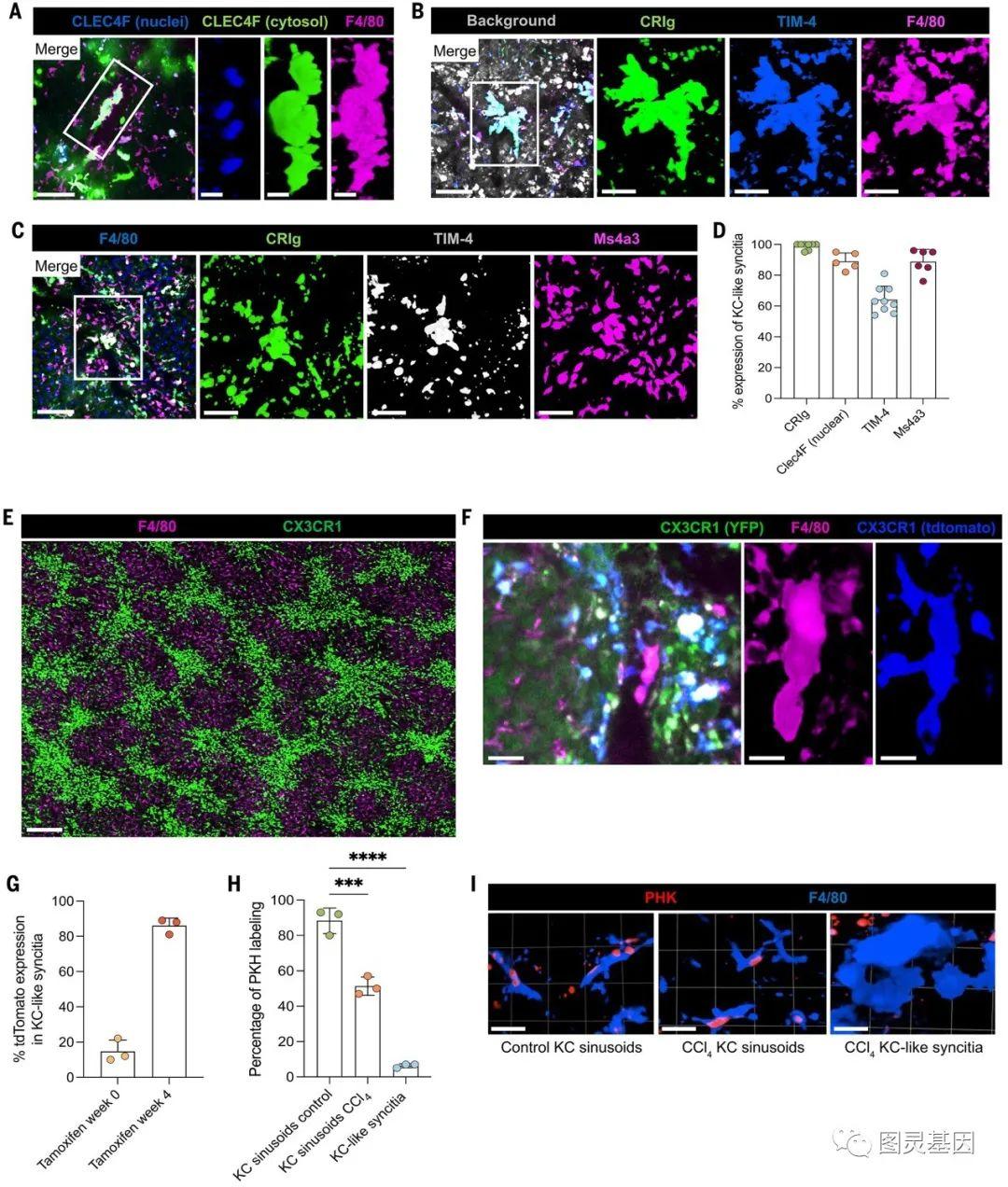 Science ｜ 肝脏的自救：Kuffer合胞体在纤维化肝脏中补充巨噬细胞功能 - 知乎