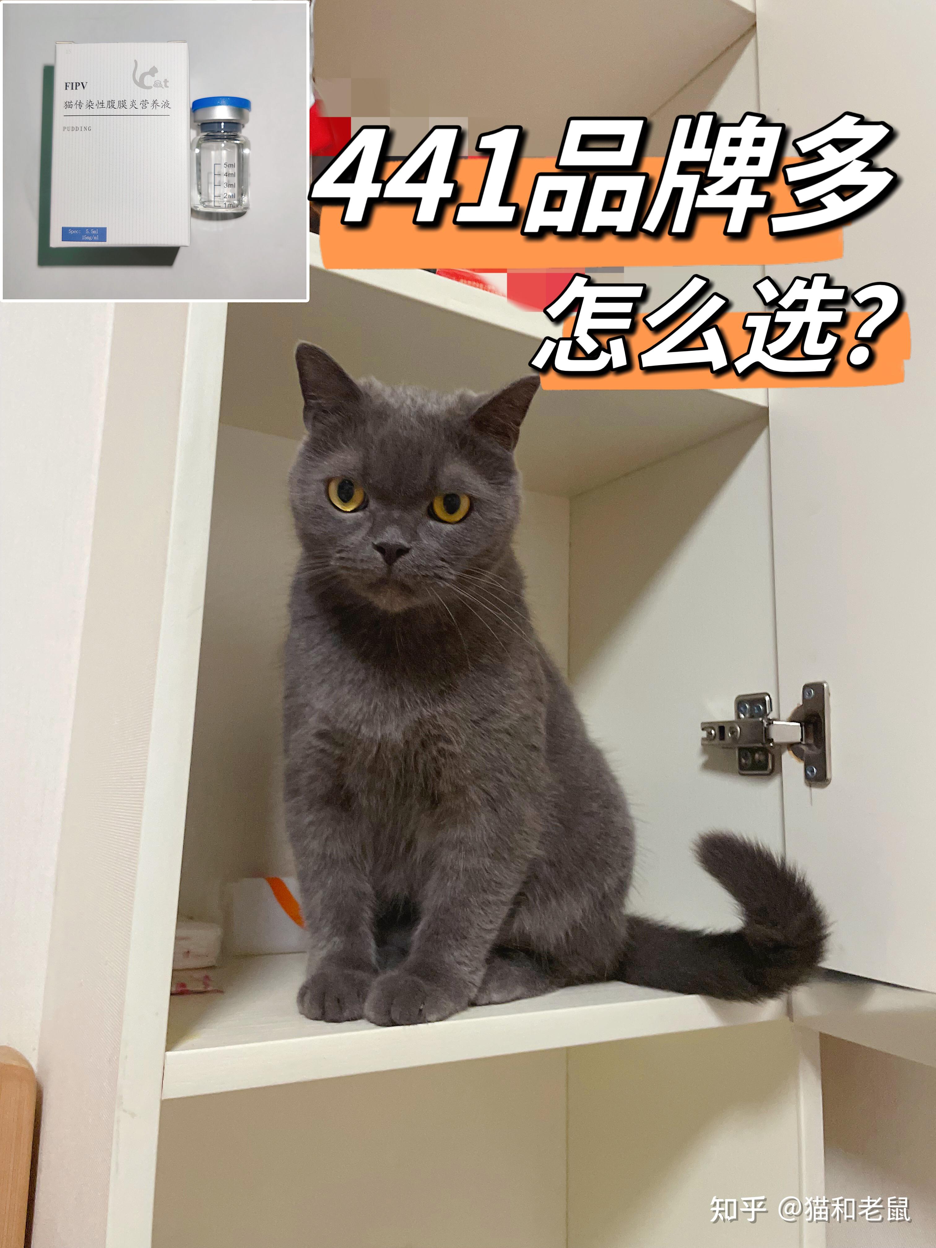 猫传腹441品牌这么多，怎么选更靠谱？ - 知乎