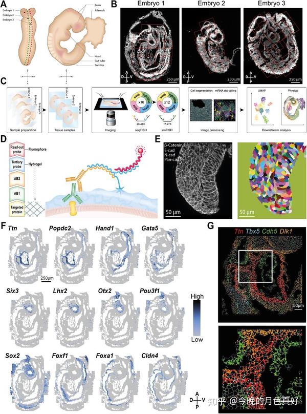 单细胞文章打卡88---Wolf Reik - spatially mouse organogenesis - 知乎